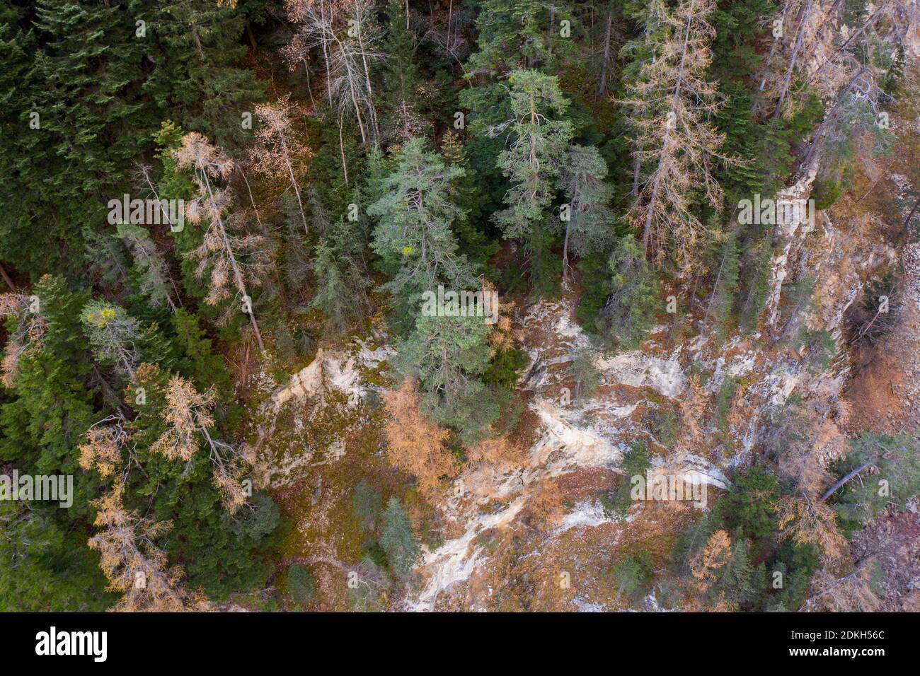 Trees on the slope Stock Photo - Alamy