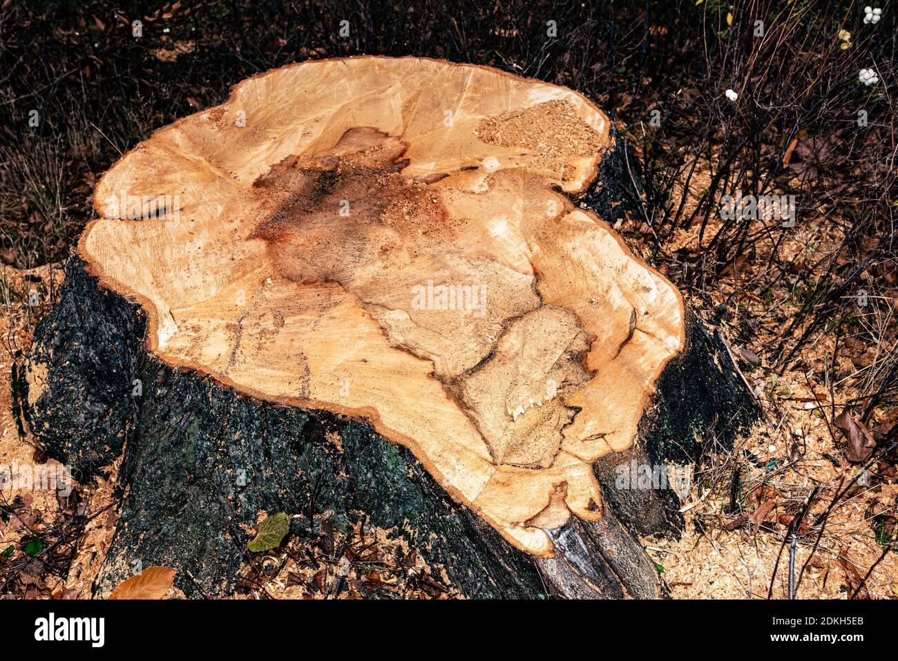Woodsman tree bark cut hi-res stock photography and images - Alamy