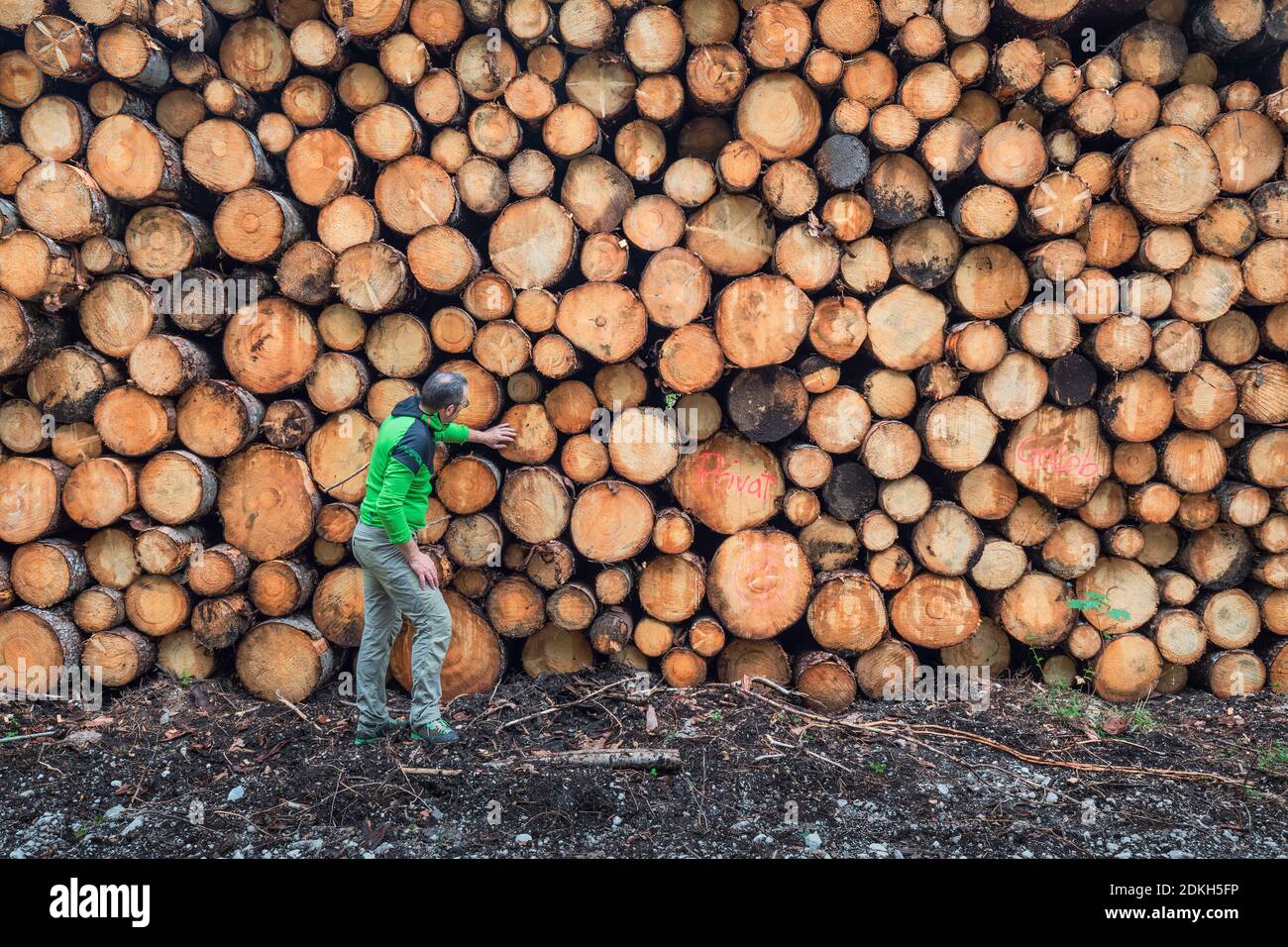 Italy, Veneto, Belluno, Agordino, one man (45 to 50 years) in the woods ...