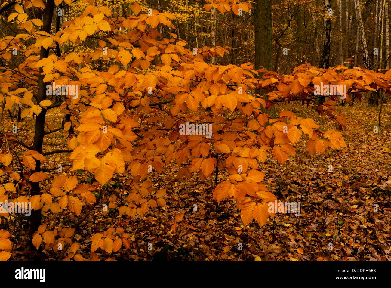 Deciduous trees in autumn in Germany in the state of Brandenburg in ...