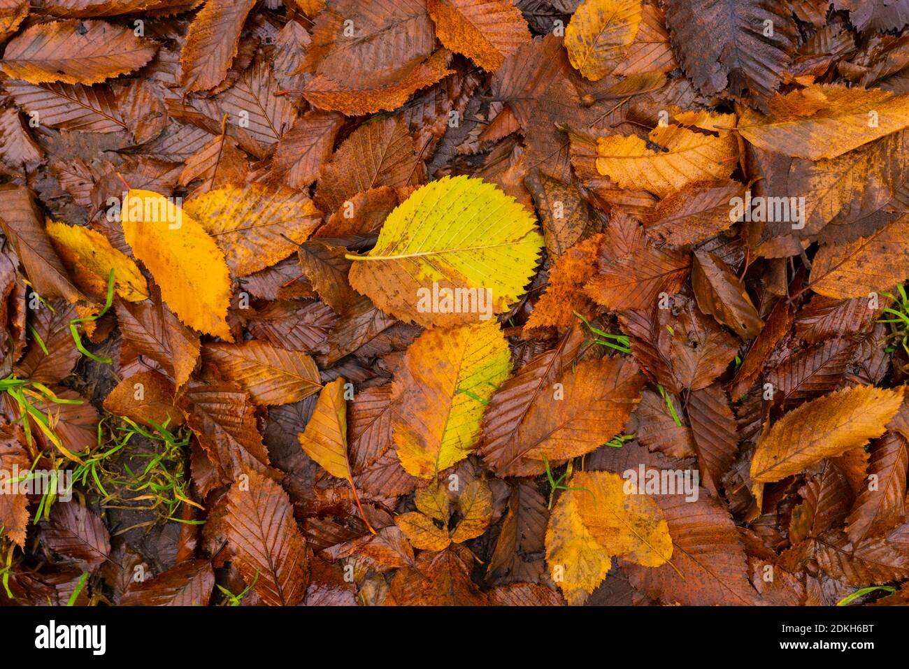 Wet autumn hi-res stock photography and images - Alamy