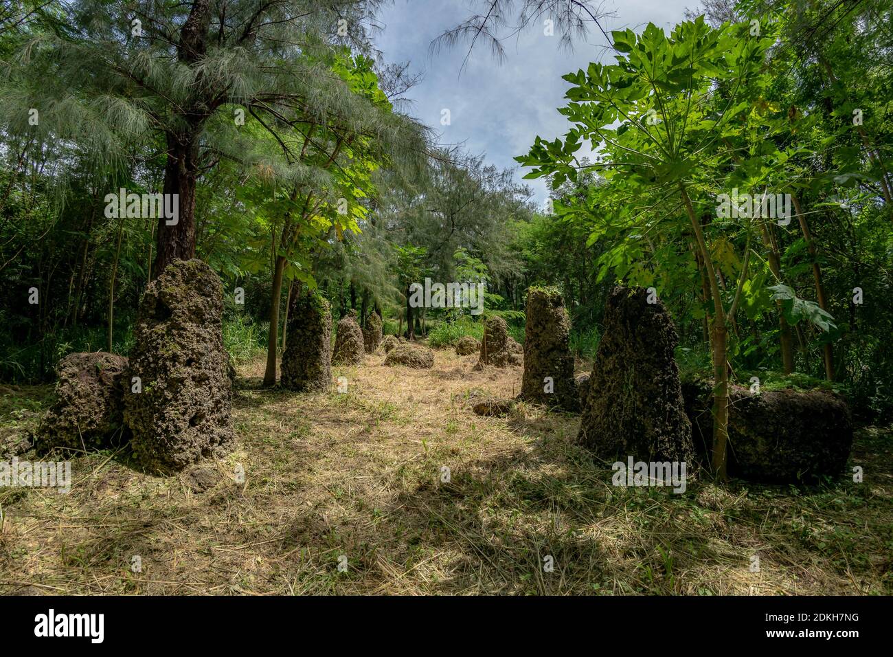 Trees Growing In Forest Stock Photo - Alamy