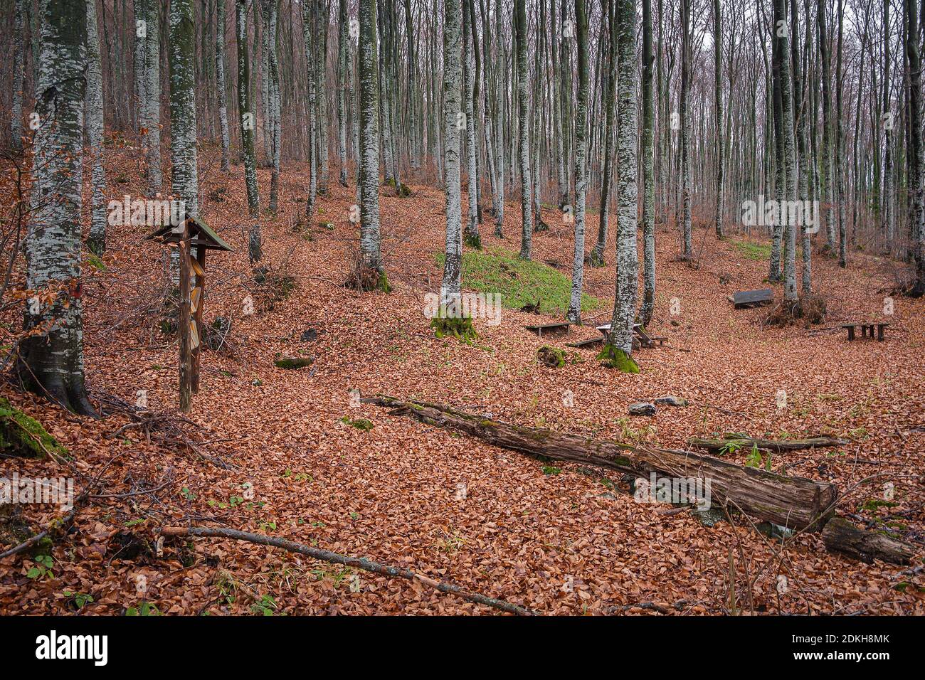 School in a nature - Beautiful classroom in a autumn colored forest ...