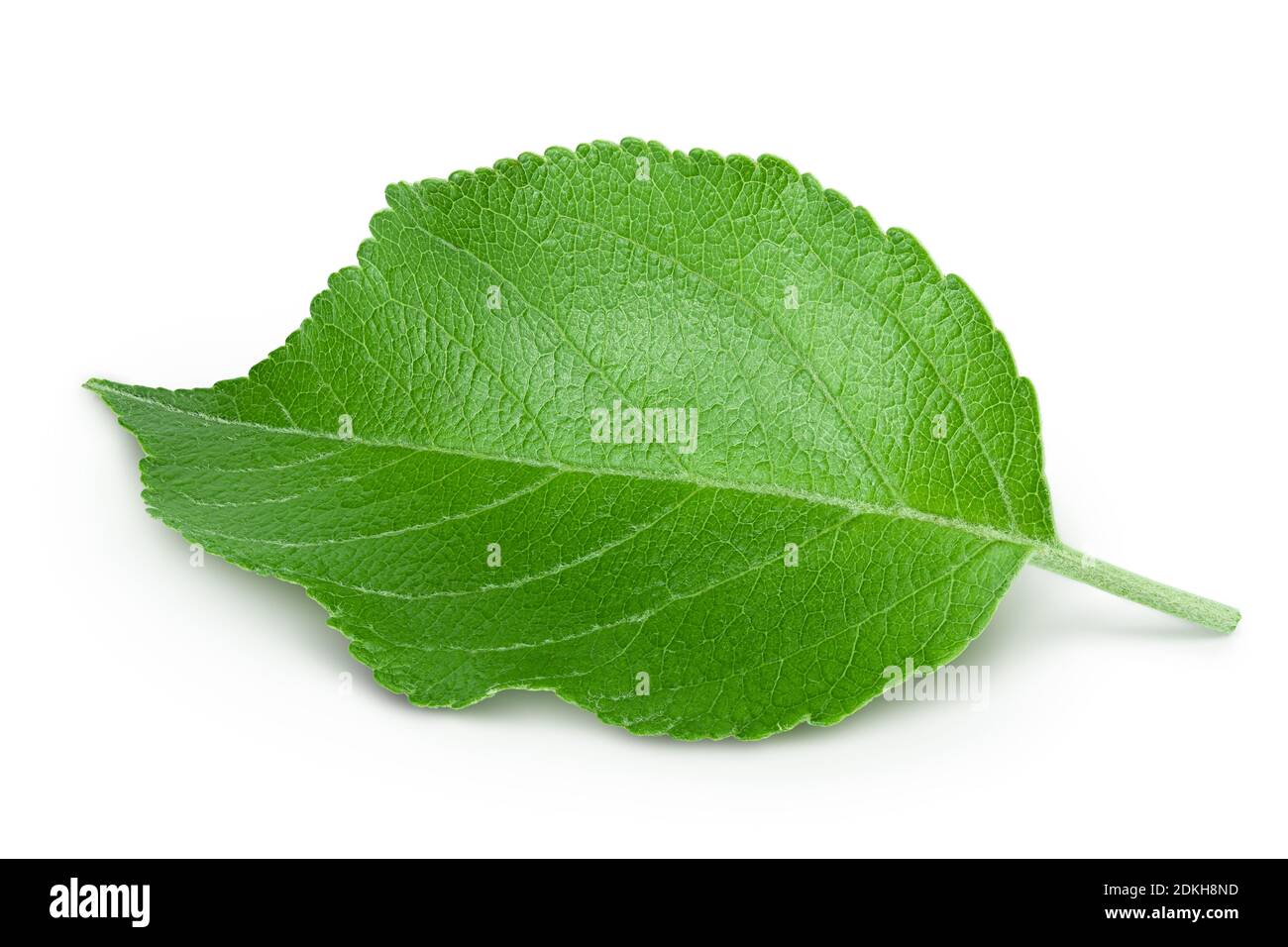 Apple leaf isolated on white background with clipping path Stock Photo ...