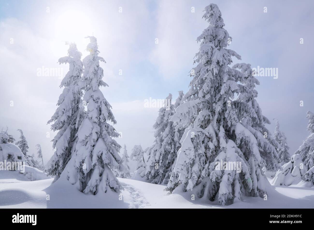Landscape on winter day. Spruce trees in the snowdrifts. High mountain ...