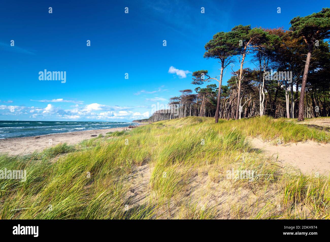 Beach forest hi-res stock photography and images - Alamy