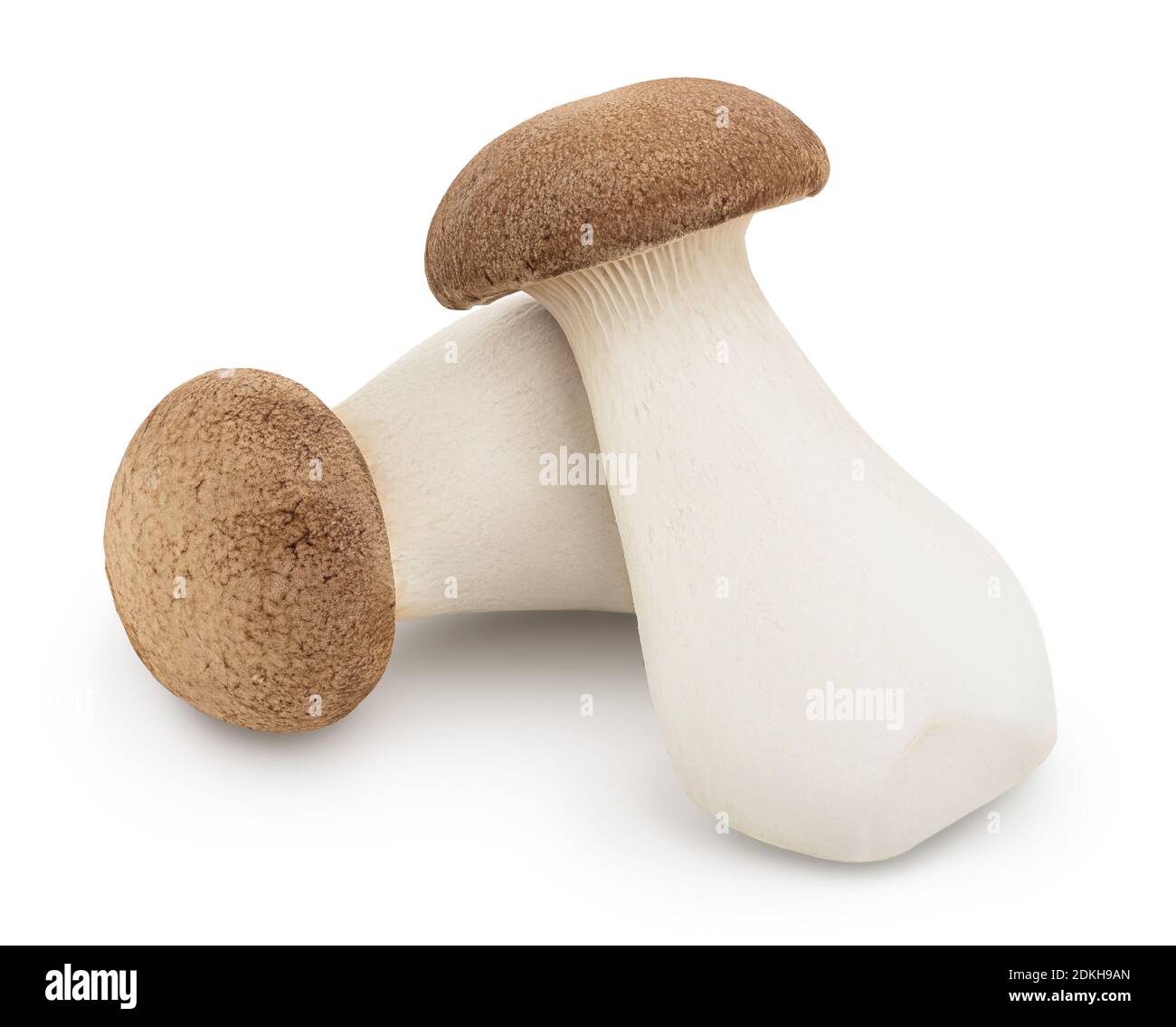 King Oyster mushroom or Eringi isolated on white background with ...