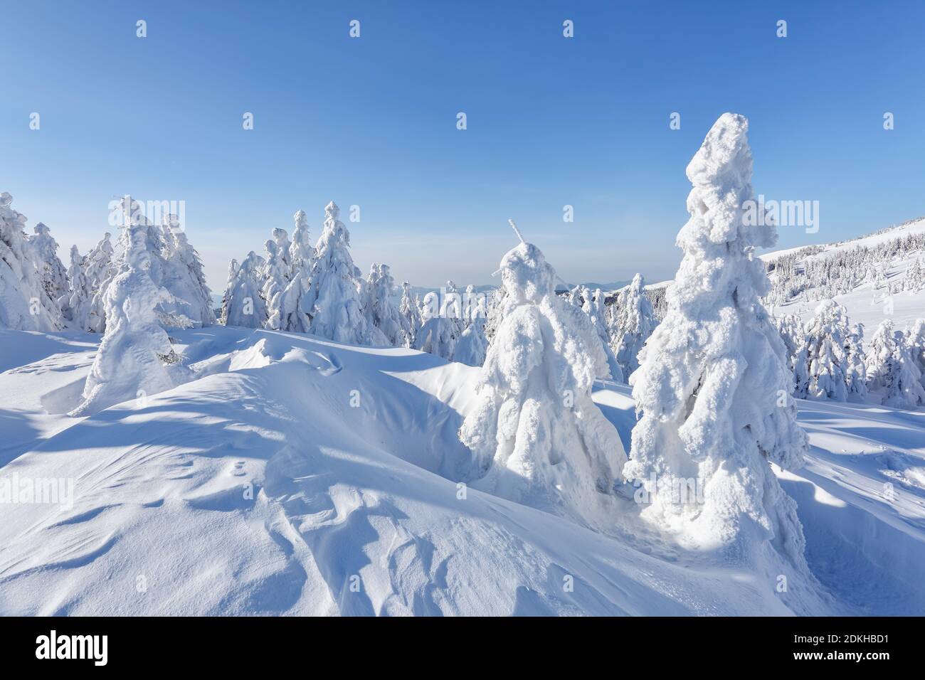 Beautiful landscape on the cold winter day. Spruce trees in the ...