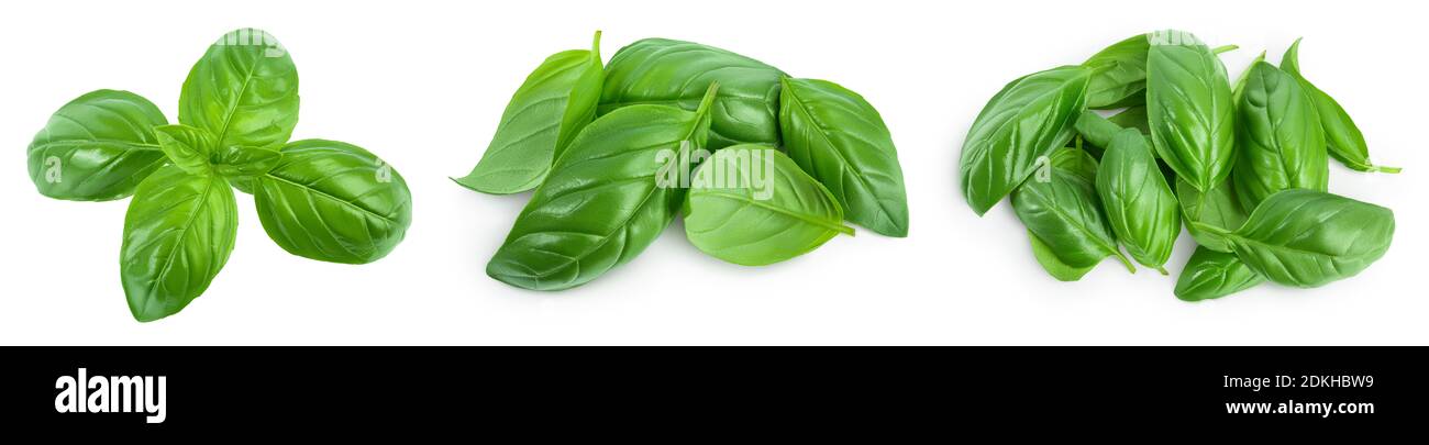 Fresh basil leaf isolated on white background with clipping path and ...