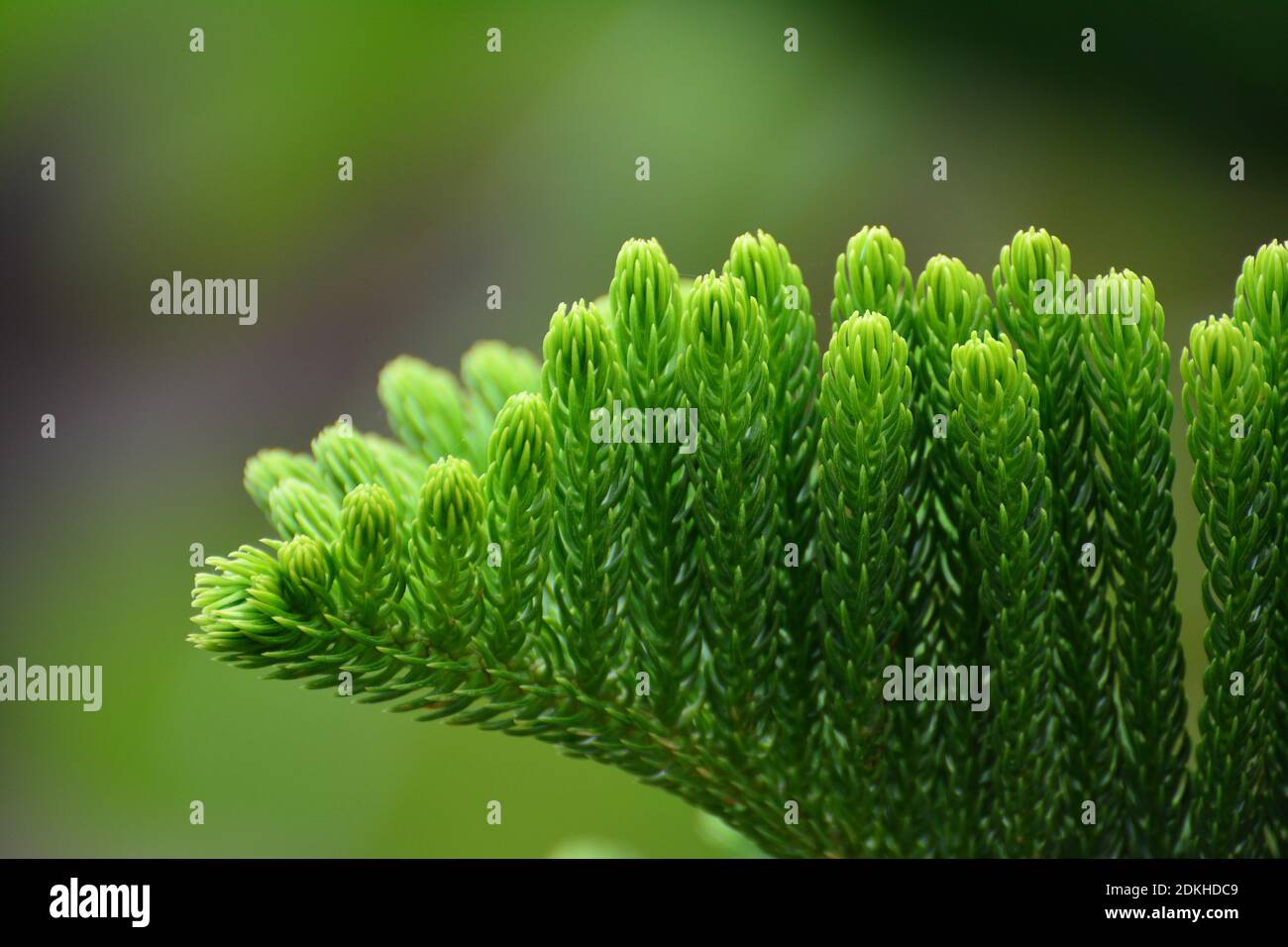 Araucaria heterophylla leaf hi-res stock photography and images - Alamy