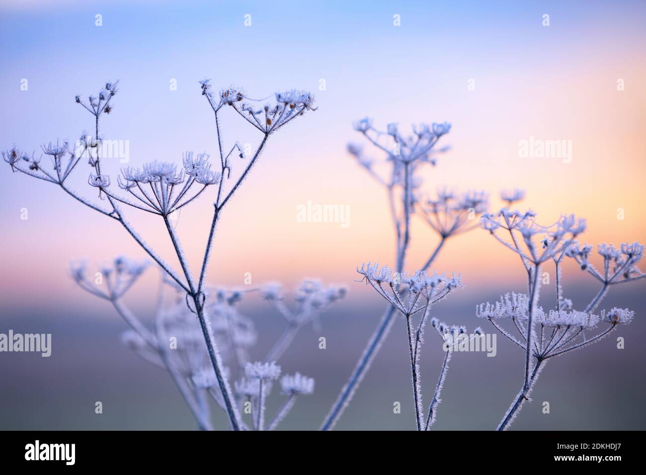 The bush is covered with hoarfrost. Cold winter morning. Wallpaper ...