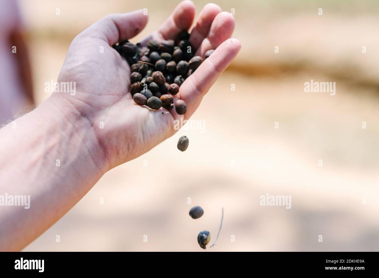 Throwing berry hi-res stock photography and images - Alamy