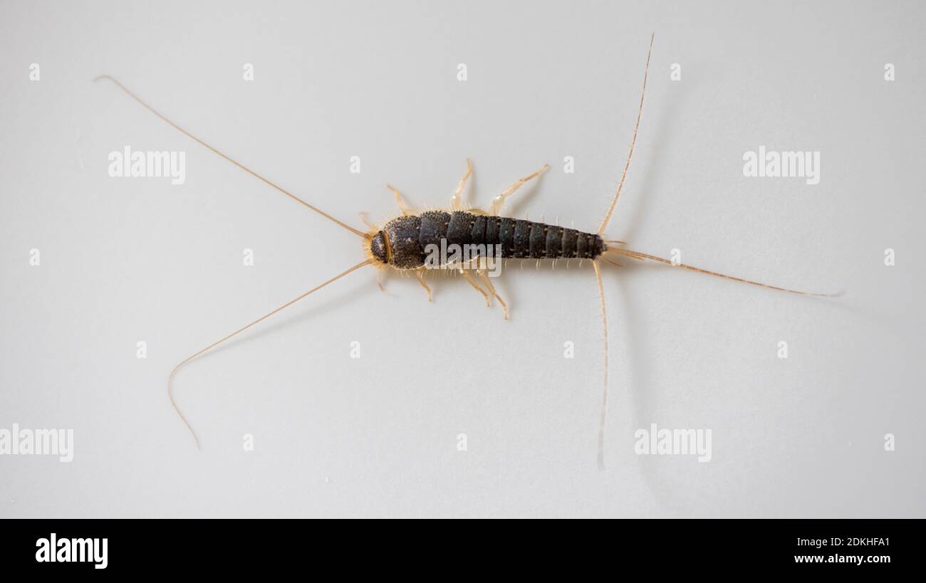 Pests damage hi-res stock photography and images - Alamy