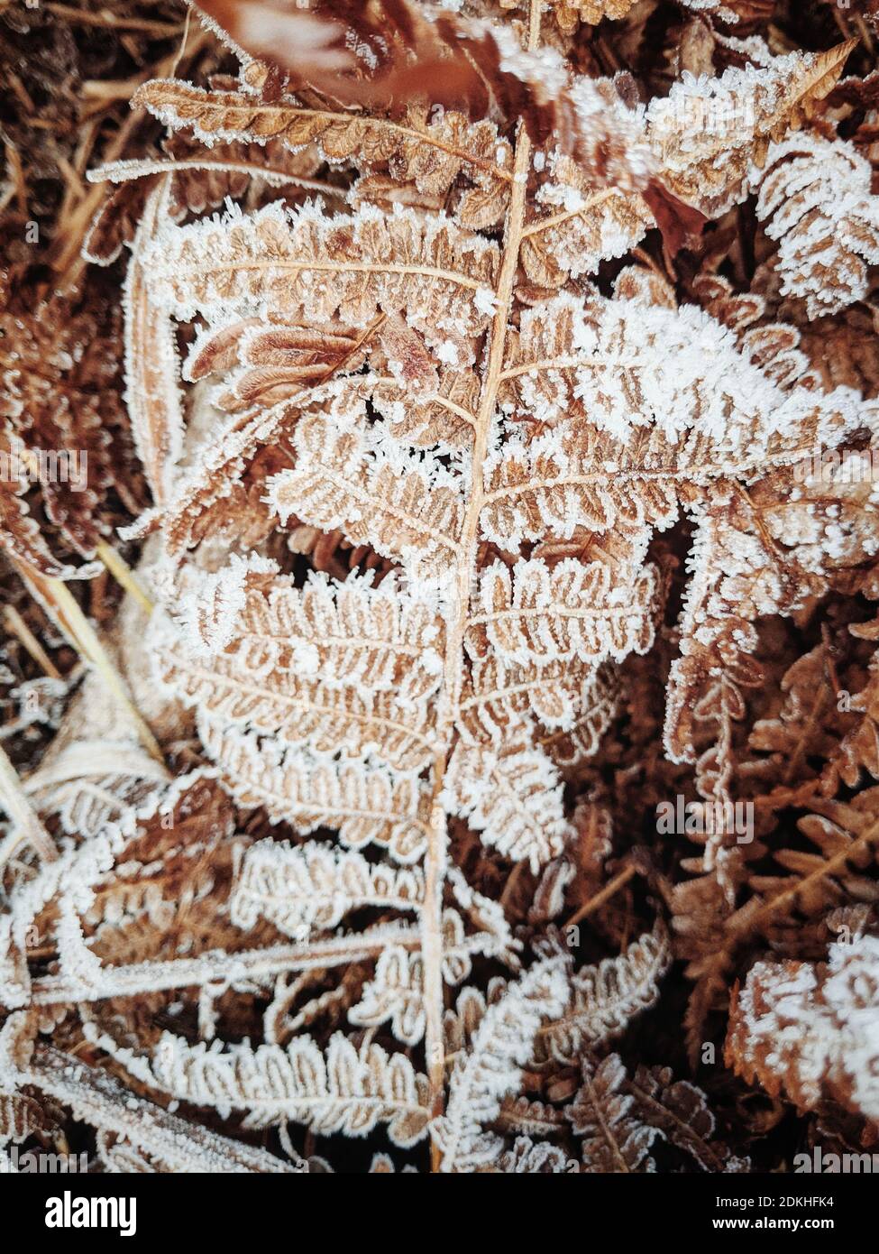 withered fern, frost Stock Photo - Alamy