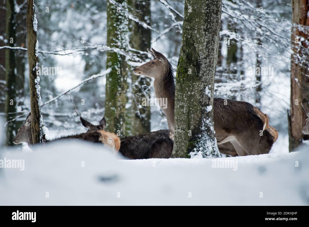 Red deer in winter Stock Photo - Alamy