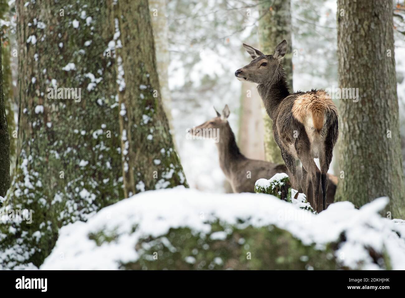 Red deer in winter Stock Photo - Alamy
