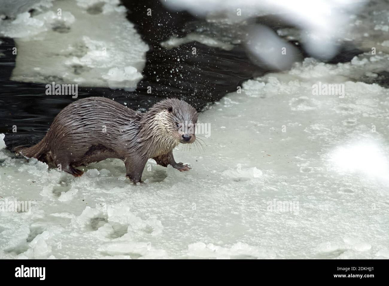 Otter in winter Stock Photo - Alamy