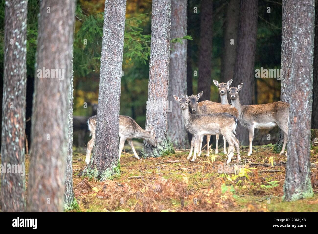 Pack forest hi-res stock photography and images - Alamy
