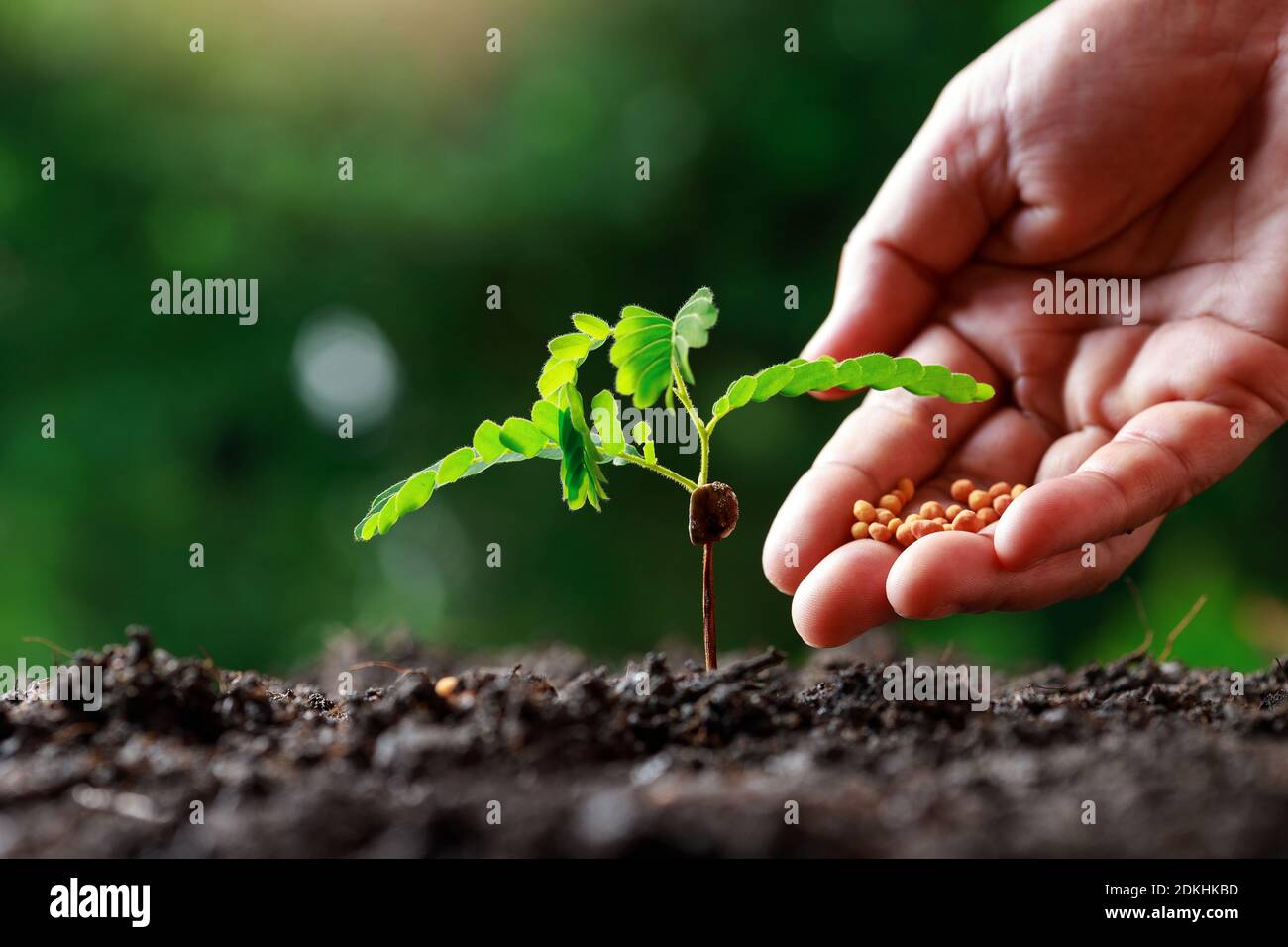 Tamarind seedling hi-res stock photography and images - Alamy