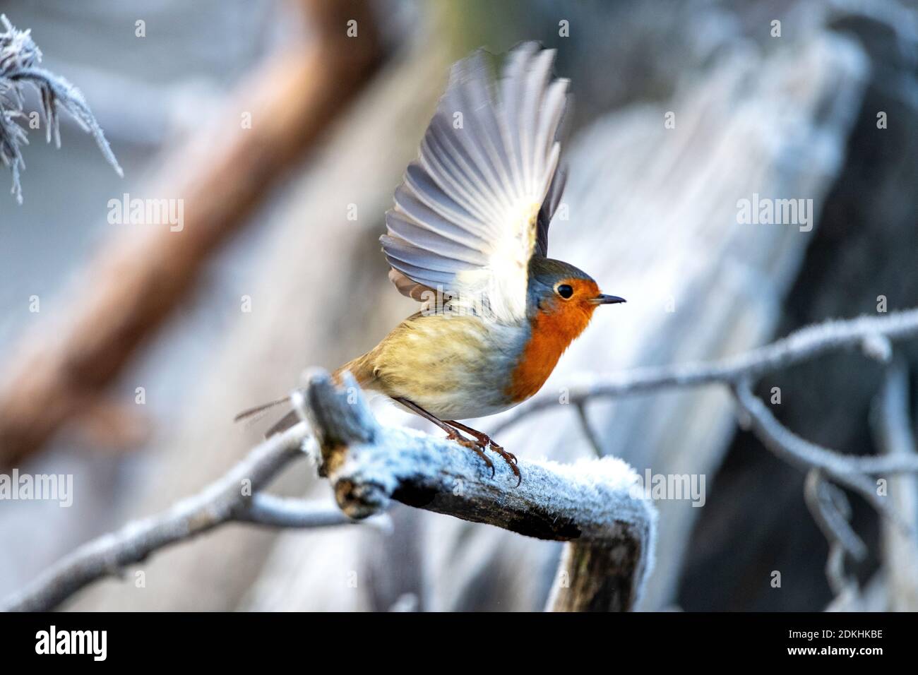 European robin in winter Stock Photo - Alamy