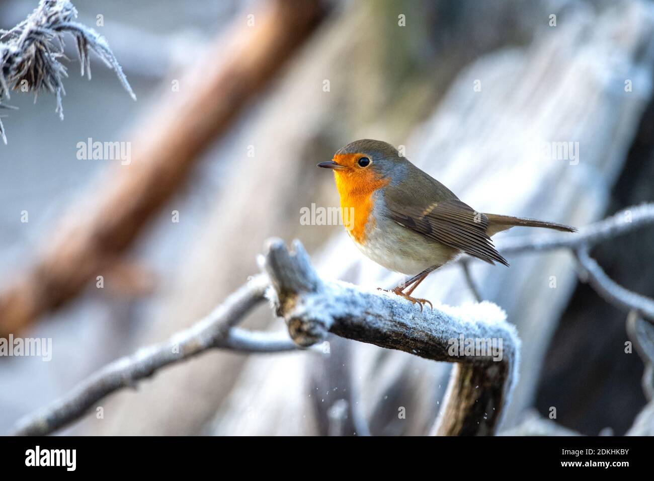 Robin singing in winter hi-res stock photography and images - Alamy