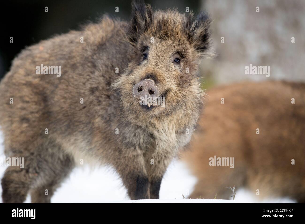 Wild boar in winter Stock Photo - Alamy