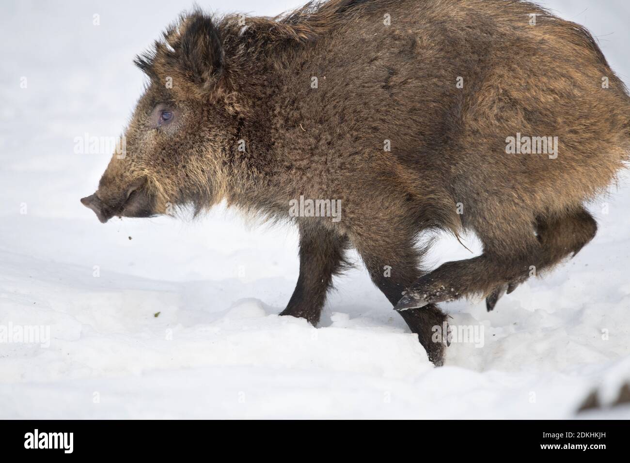 Wild boar in winter Stock Photo - Alamy