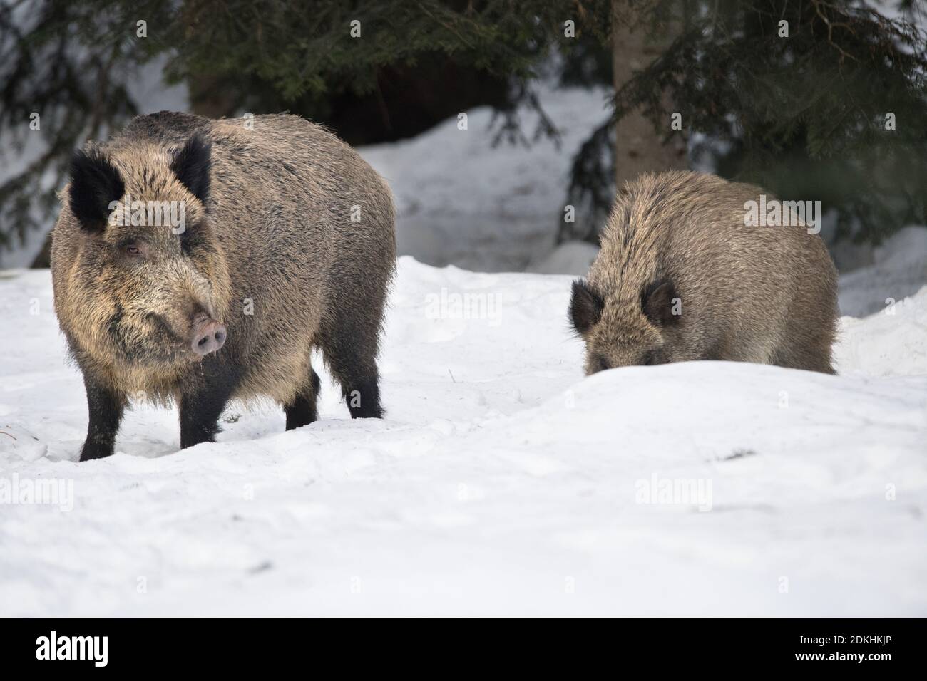 Wild boar in winter Stock Photo - Alamy