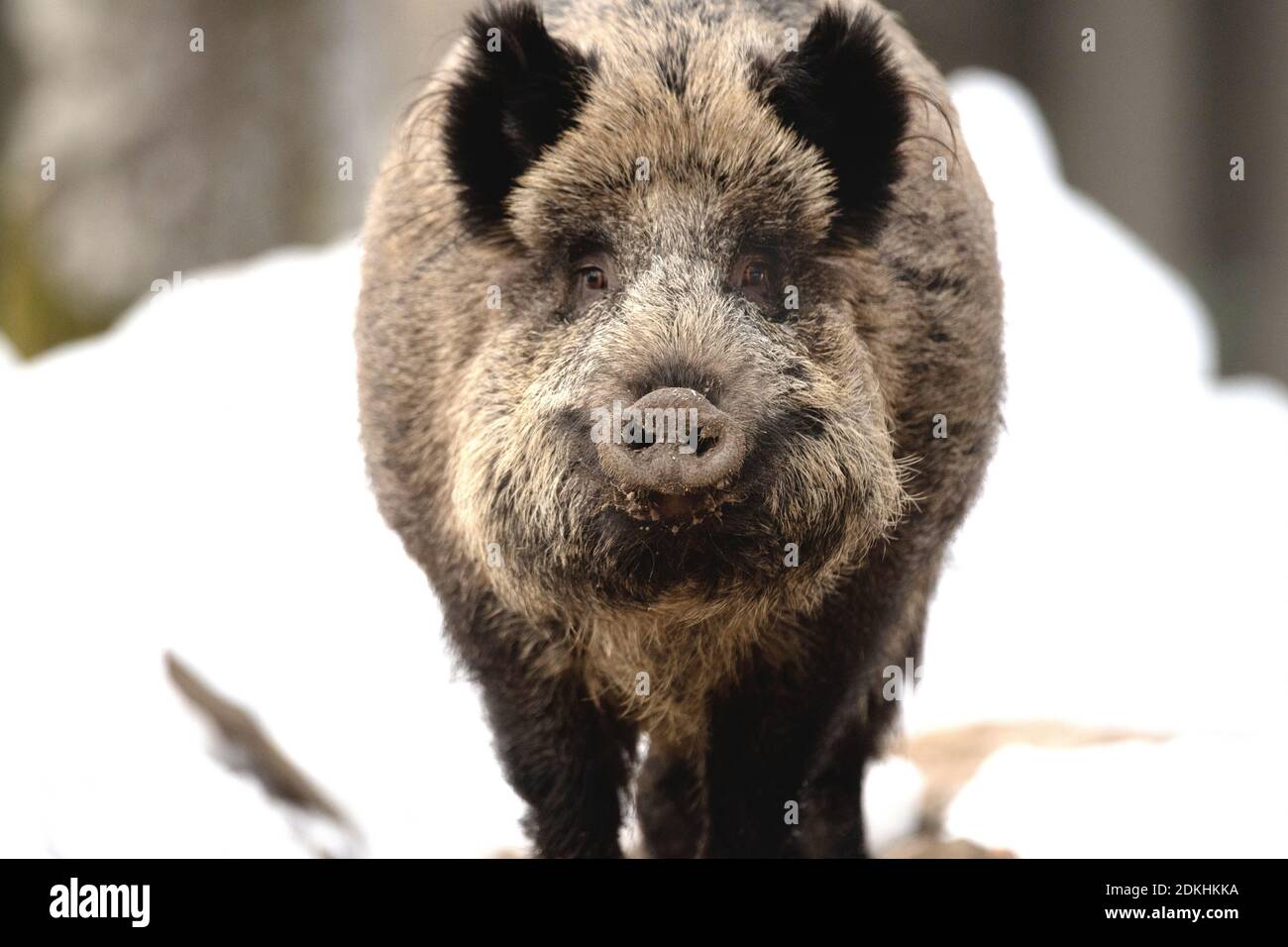 Wild boar in winter Stock Photo - Alamy