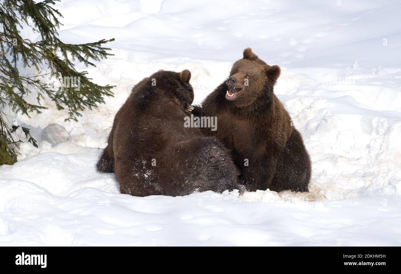 Winter bears hi-res stock photography and images - Alamy
