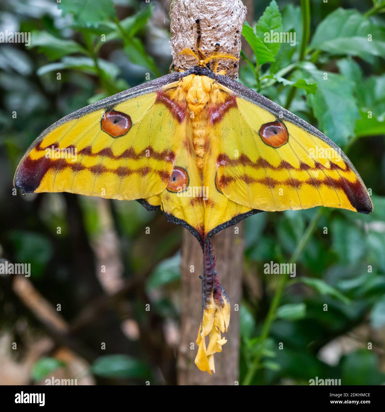 African Moon Moths High Resolution Stock Photography and Images - Alamy