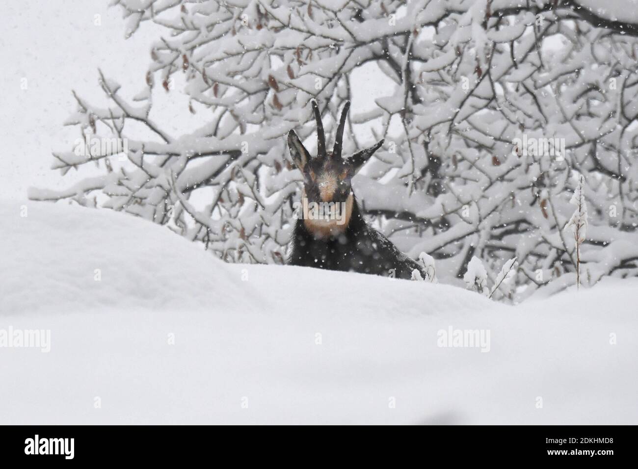 Chamois chamoises rupicapra goat hi-res stock photography and images ...