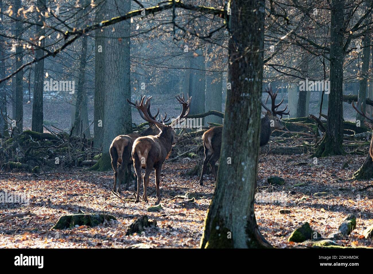 Red deer in the beech forest Stock Photo - Alamy