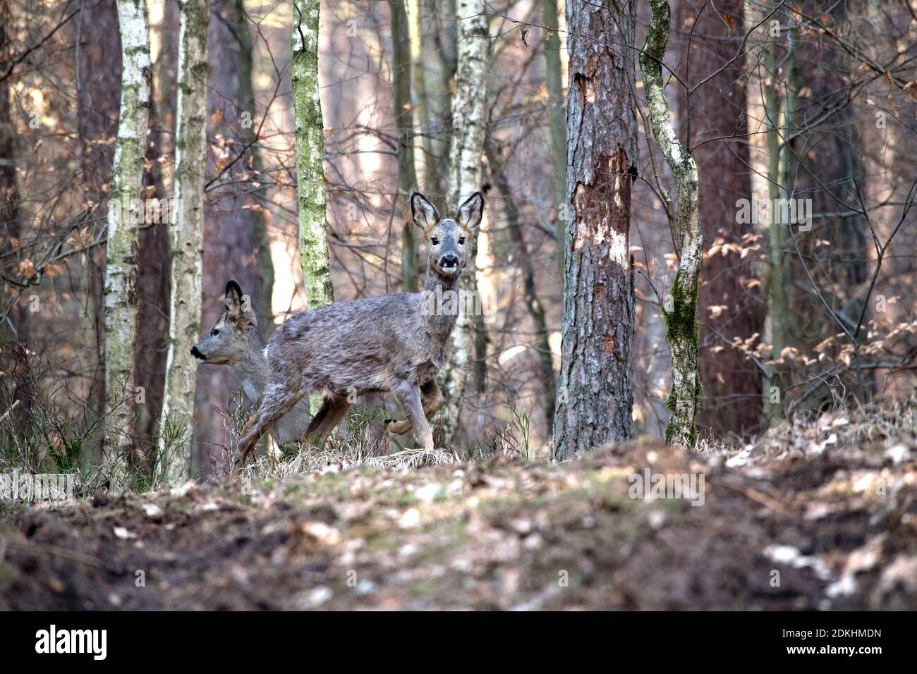 Roebuck in the forest Stock Photo - Alamy