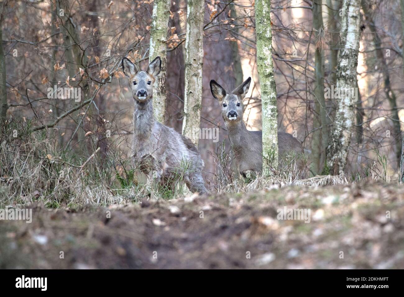 Roebuck in the forest Stock Photo - Alamy