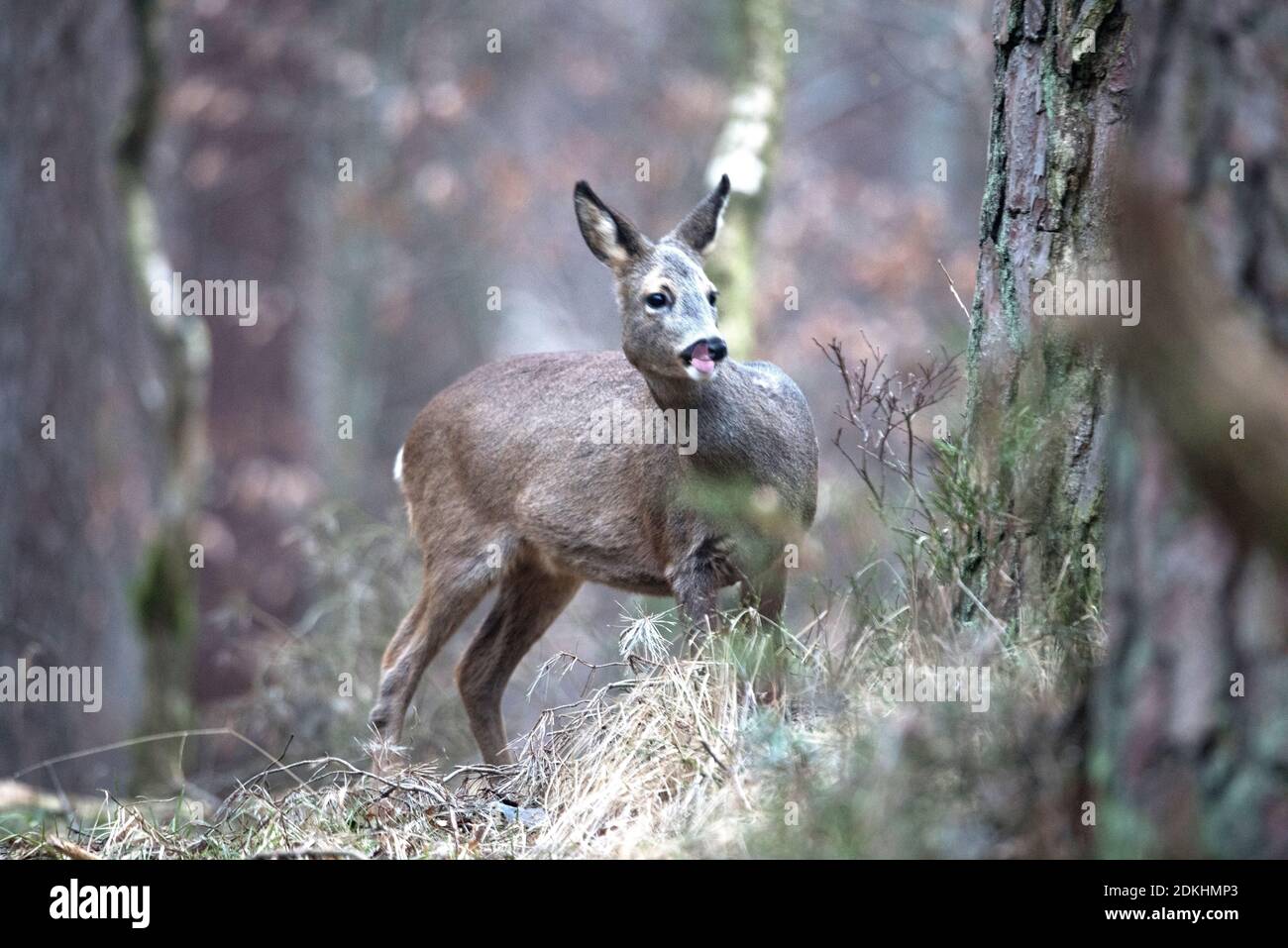 Deer, doe in the forest, deer in February Stock Photo - Alamy