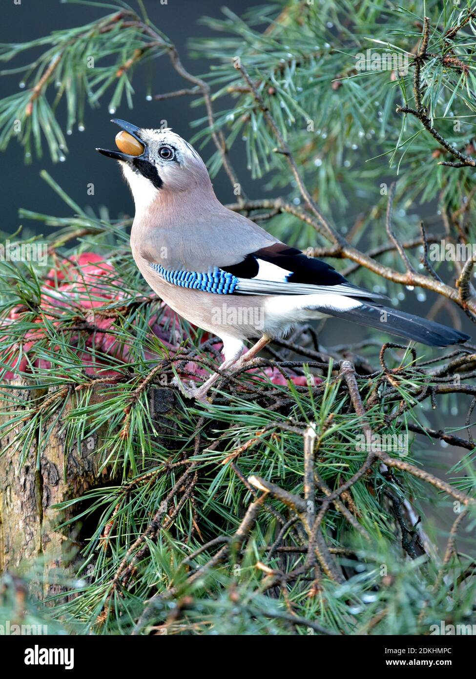 Jay with acorn Stock Photo - Alamy