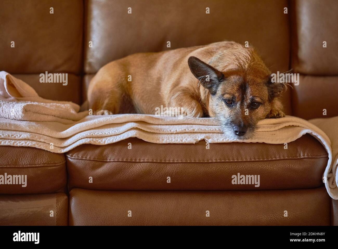 Dog resting on the couch Stock Photo - Alamy