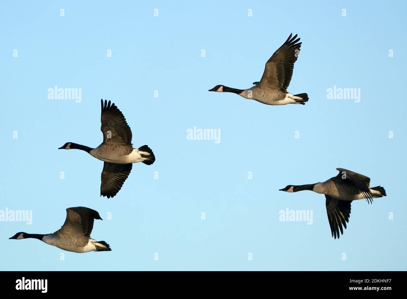 Many native canadians hi-res stock photography and images - Alamy