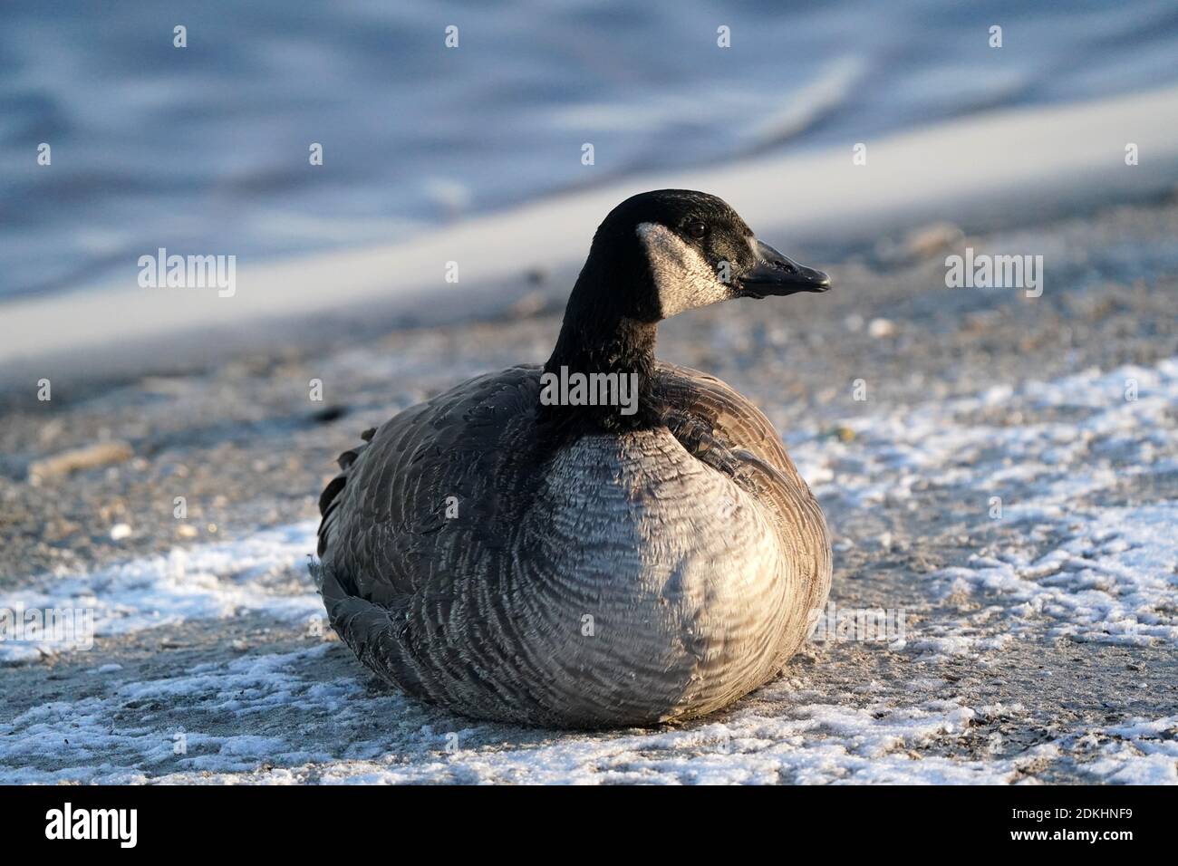 Canadian geese in winter in harbour Stock Photo - Alamy
