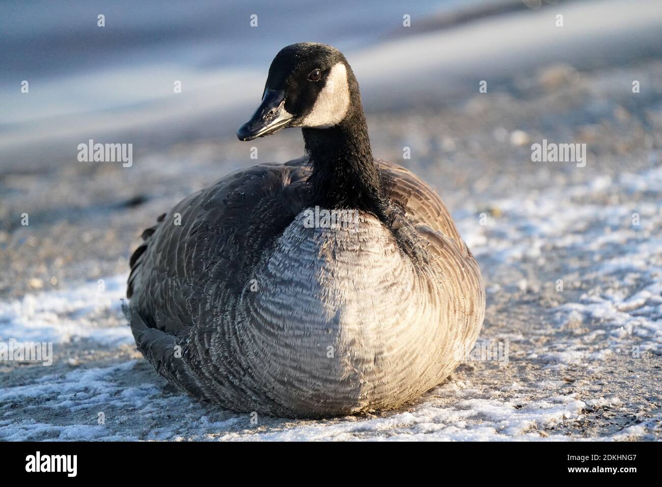 Giant geese group hi-res stock photography and images - Alamy