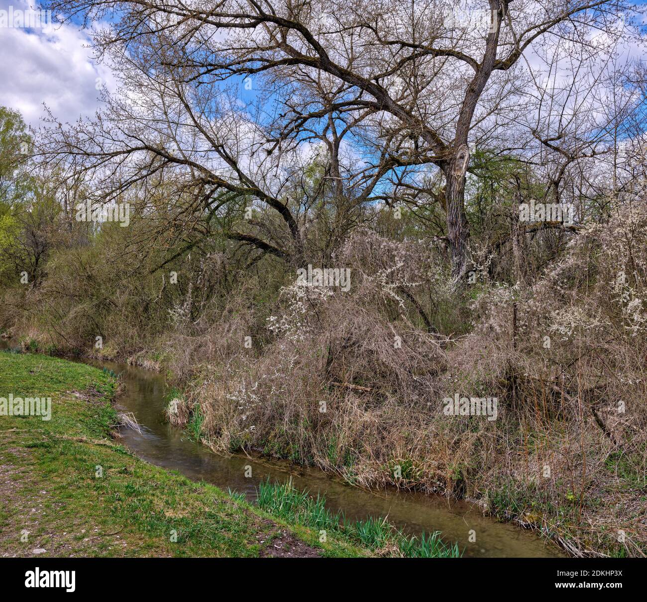 Alluvial forest belt hi-res stock photography and images - Alamy