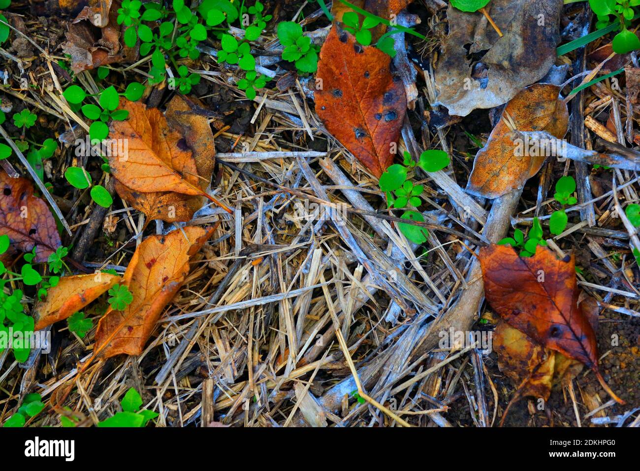 Grass leafage hi-res stock photography and images - Alamy