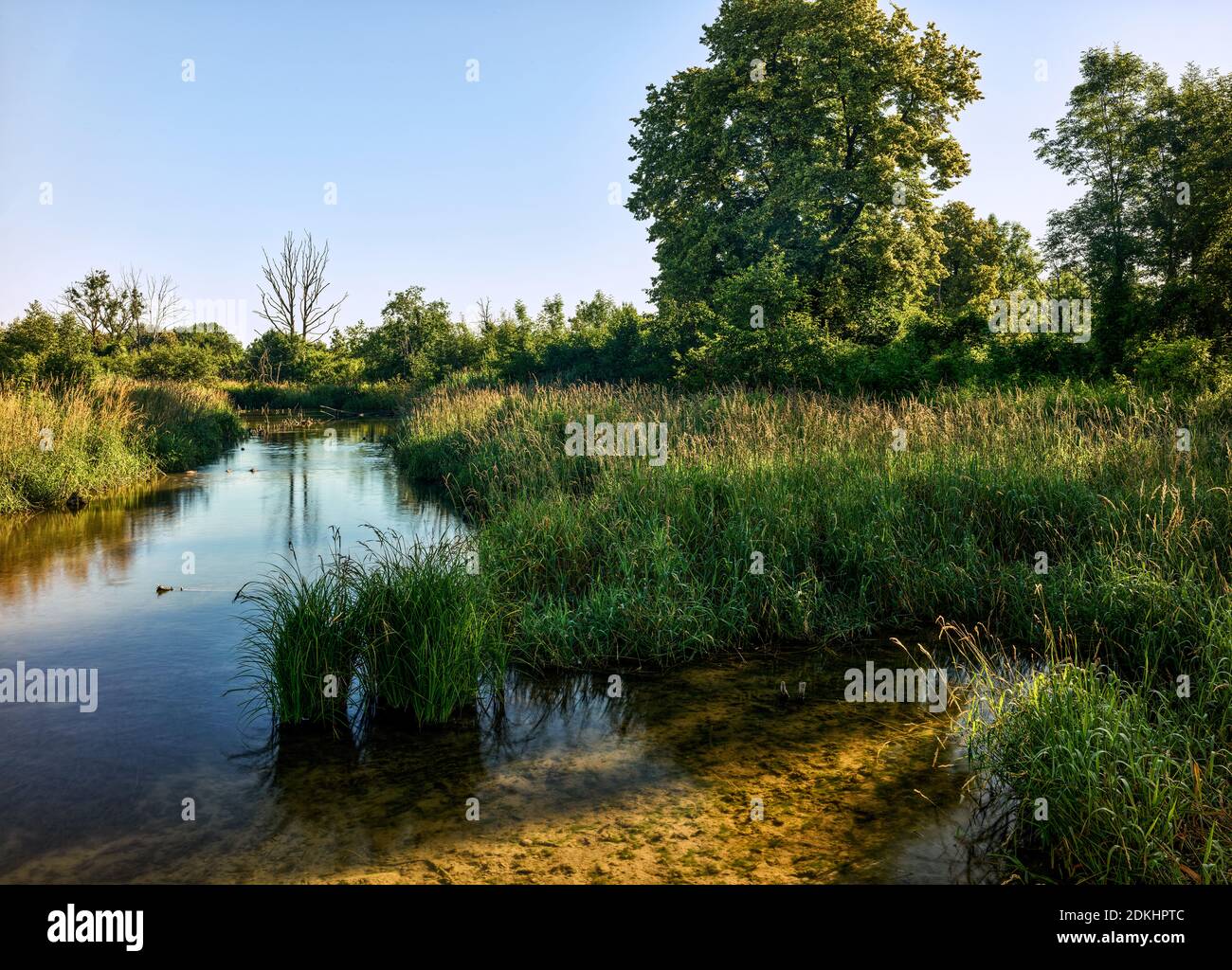 Alluvial forest, alluvial forest belt, renaturation measure, stream ...