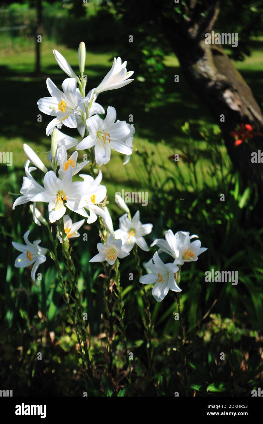 Madonna Lily Lilium candidum Stock Photo - Alamy