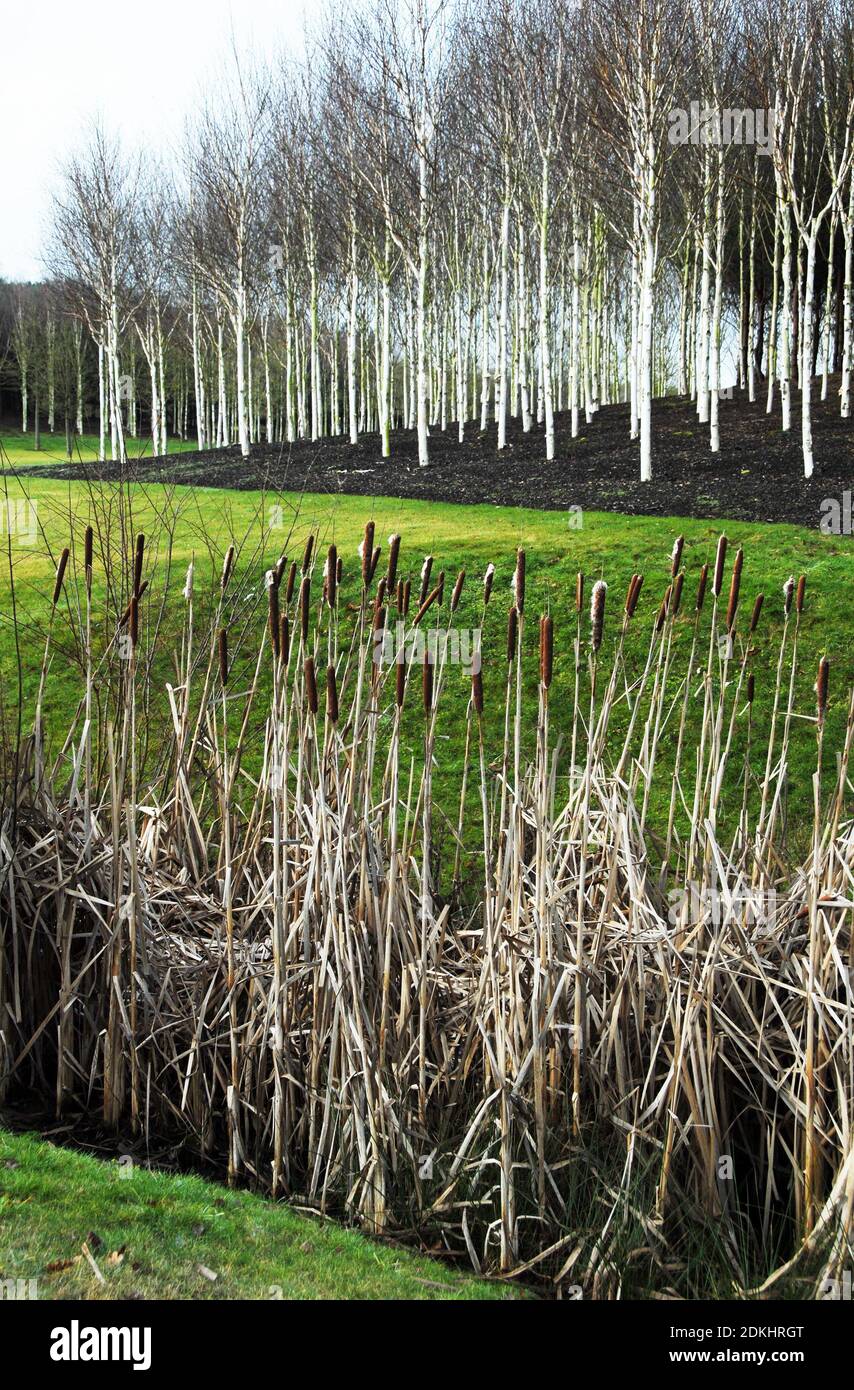 Jacquemontii silver birch hi-res stock photography and images - Alamy