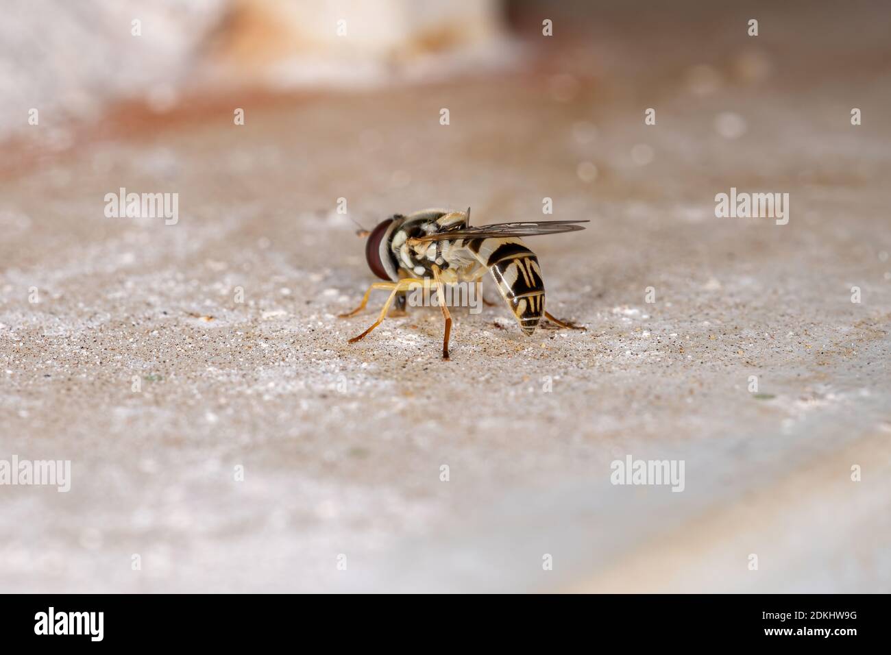 Hover Fly of the Tribe Syrphini Stock Photo - Alamy