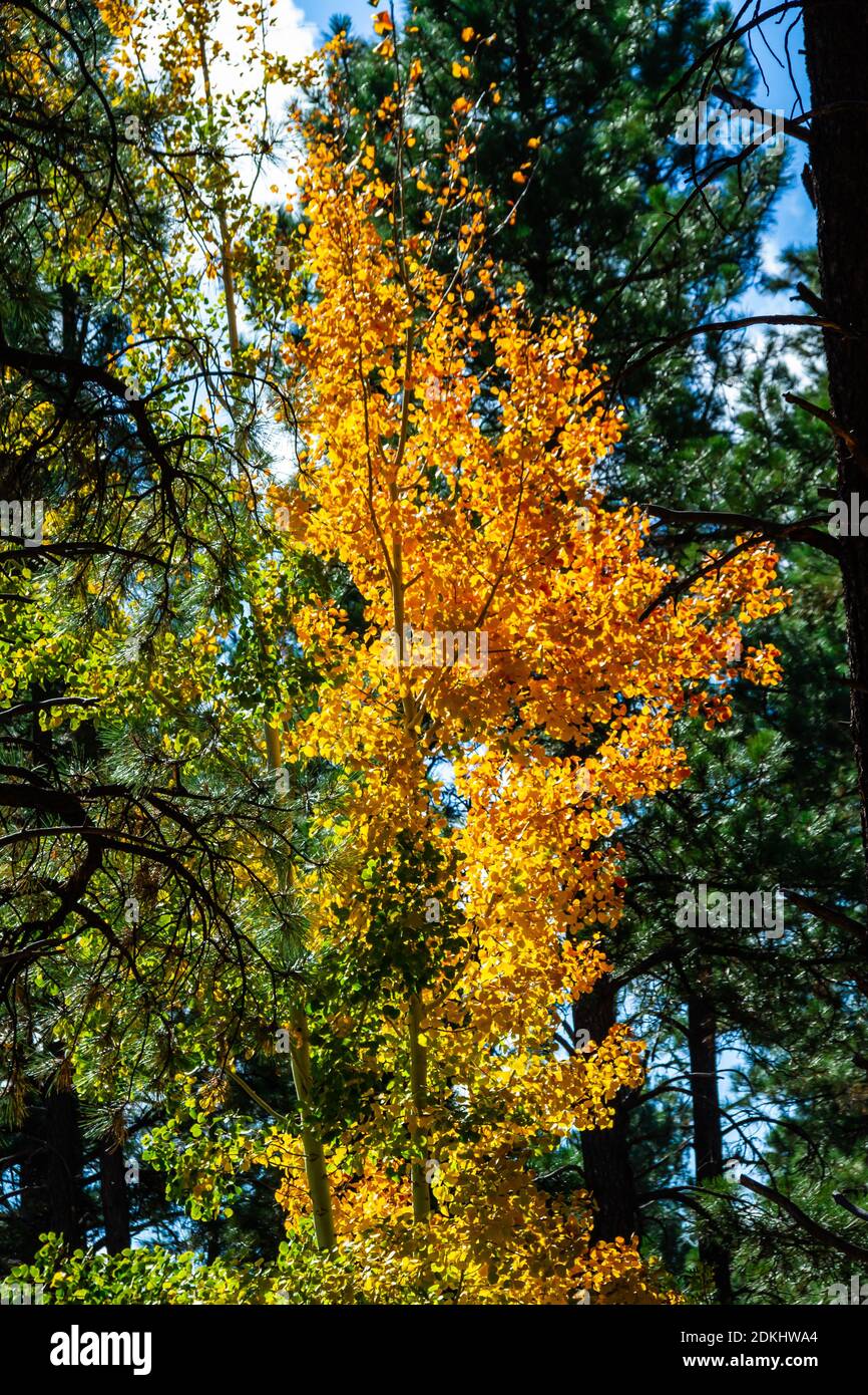 Detail of colorful fall leaves with sunlight shining through them Stock ...