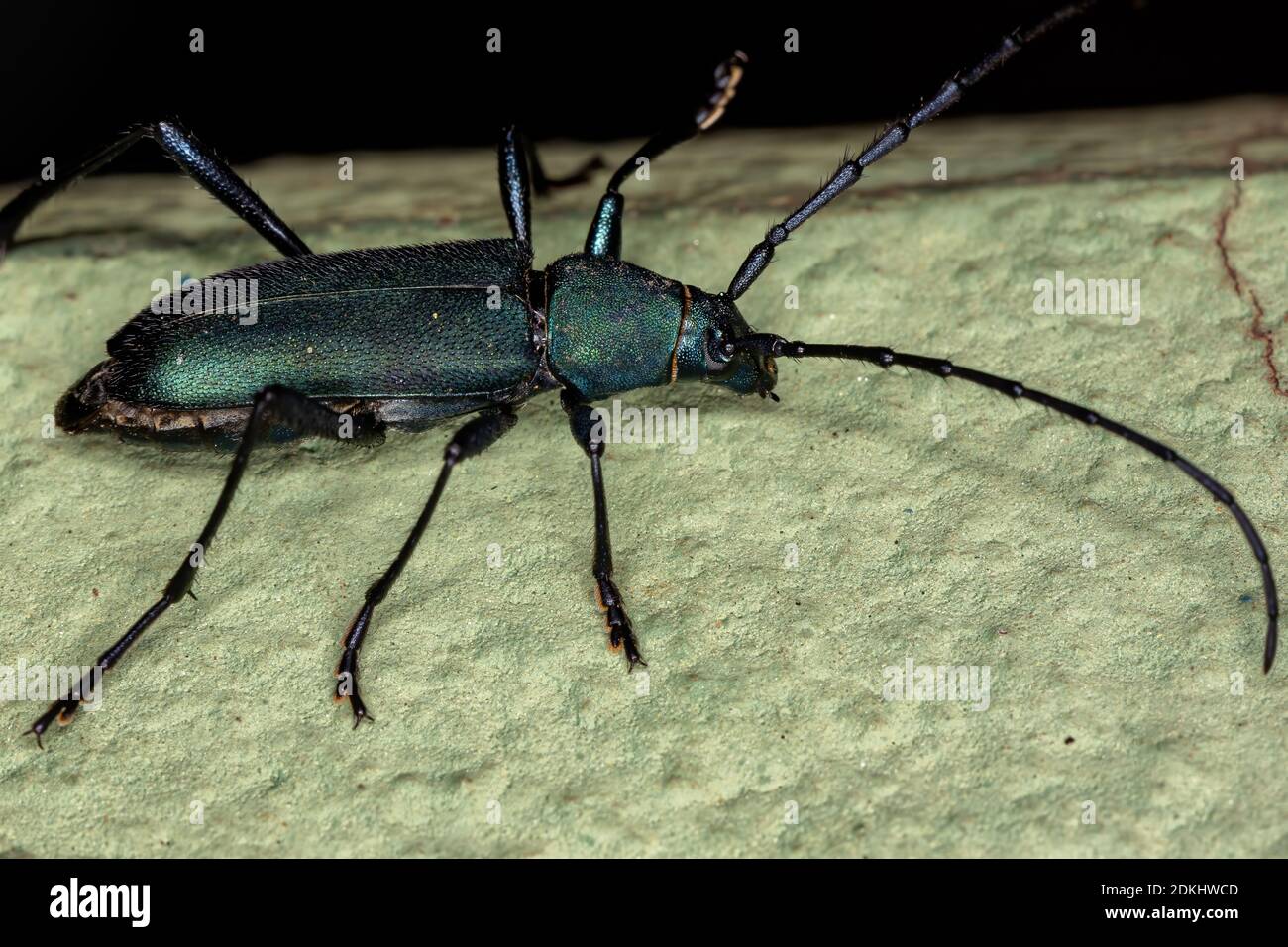 Long-horned Beetle of the Family Cerambycidae Stock Photo - Alamy