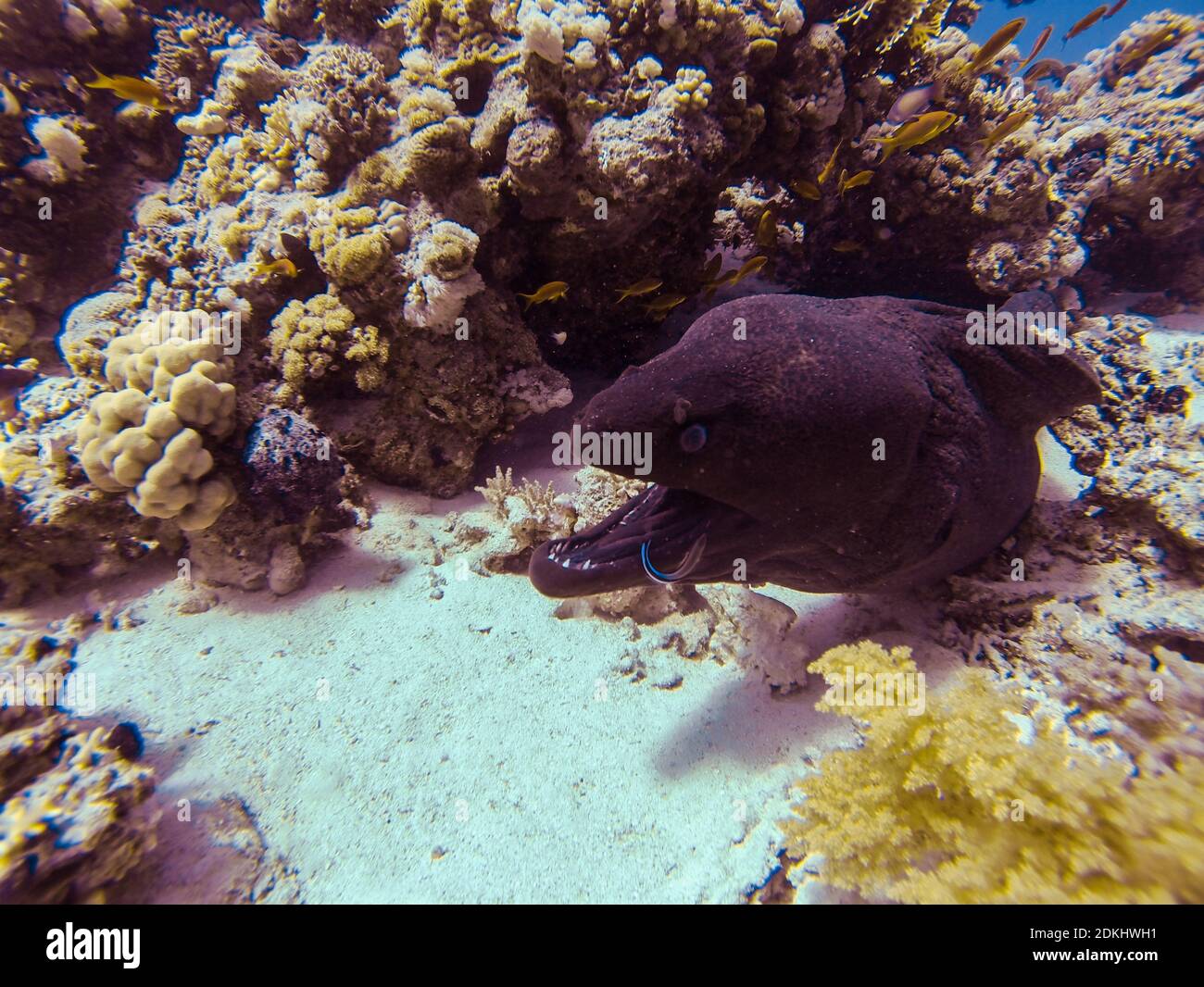 Coral grouper eel hi-res stock photography and images - Alamy